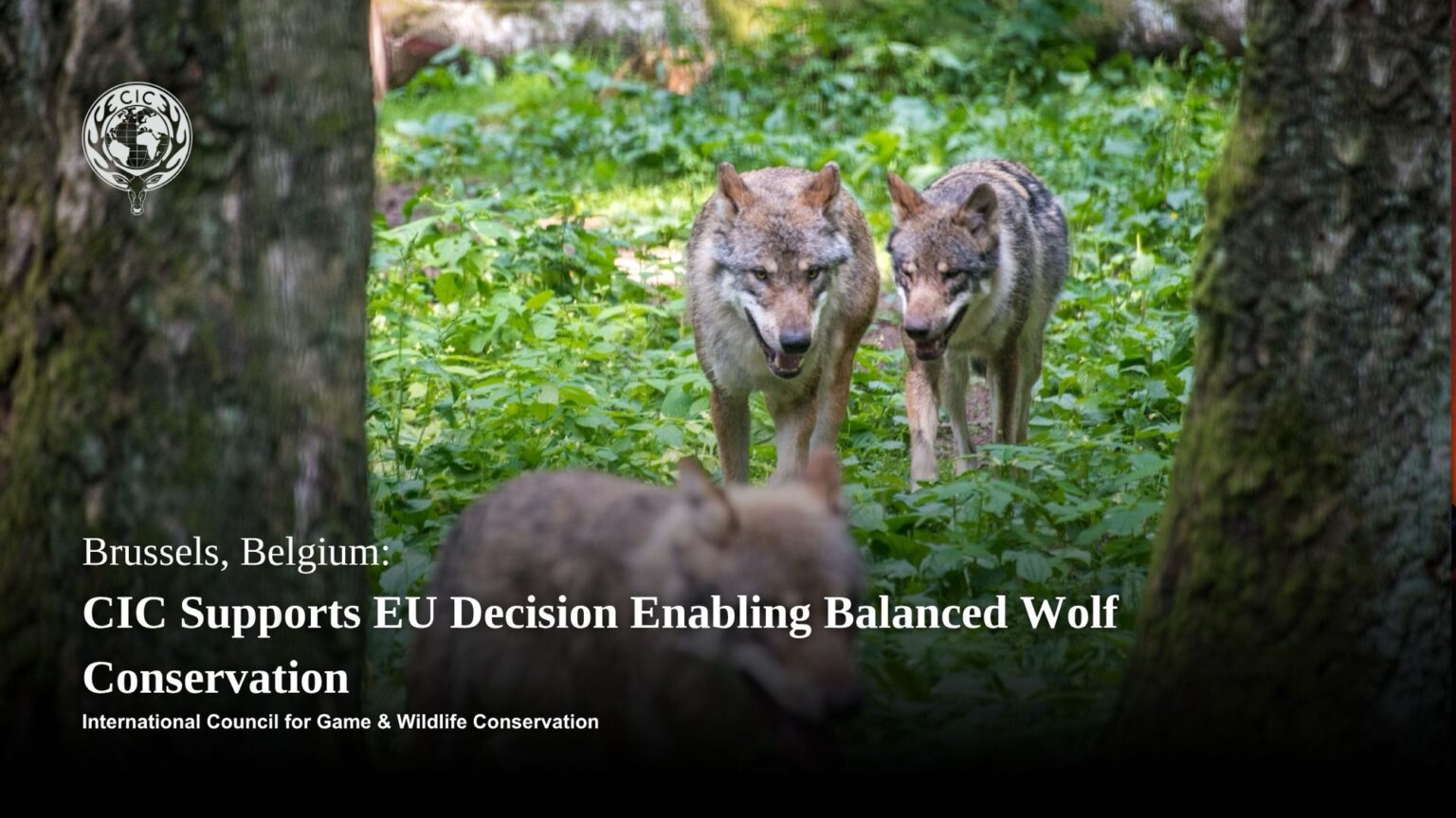 CIC Supports EU Decision Enabling Balanced Wolf Conservation - CIC ...